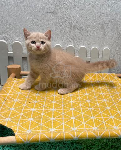 Bsh munchkin kitten - Pets for sale in Others, Kuala Lumpur