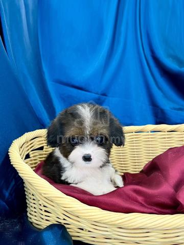 Super Adorable Unique CavaPoo Puppy TriColor Sale - Pets for sale in ...