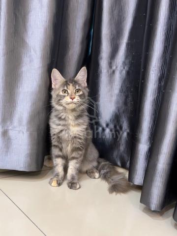 Silver calico Mainecoon kitten - Pets for sale in Others, Kuala Lumpur