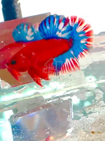 hellboy fancy - Pets for sale in Permatang Pauh, Penang