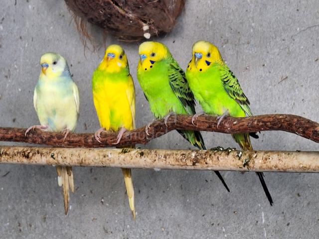 Burung Baji Budgie Love Bird - Pets for sale in Kulim, Kedah