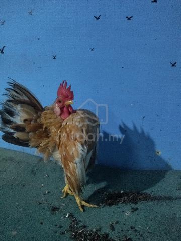 ayam serama - Pets for sale in Kota Bharu, Kelantan