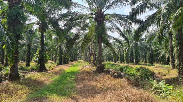 Agricultural Land for Sale, 942.3 Acre(s), Lekir, Perak 114044826 ...