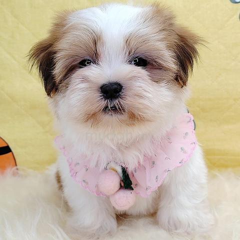Chubby Face Shih Tzu Puppu Dog Pet *yu.02843 - Pets for sale in Puchong ...