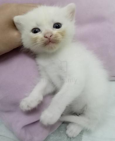 white male bsh persian - Pets for sale in Kota Kinabalu, Sabah