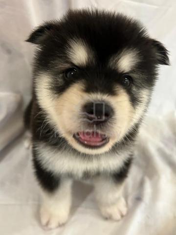 S68 fuzzy pomsky puppy dog - Pets for sale in Puchong, Kuala Lumpur