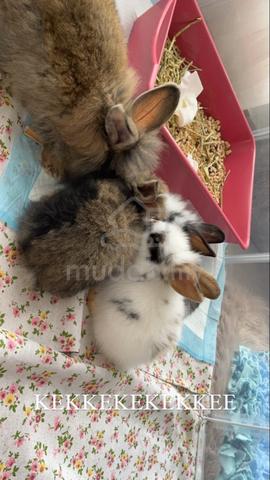 Arnab mix lionhead angora 3 months - Pets for sale in Wangsa Maju ...