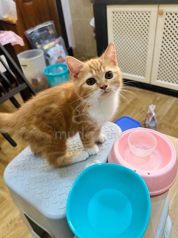 BSH red tabby with white - Pets for sale in Kota Bharu, Kelantan