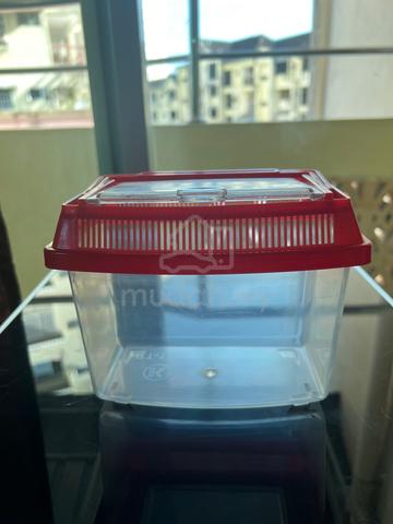 Bekas ikan - Pets for sale in Georgetown, Penang