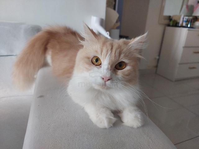 british longhair mix turkish anggora cat kucing - Pets for sale in ...
