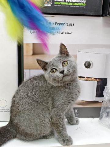 bsh Jantan blue colour cat kucing rehome 🐱🏡 - Pets for sale in Kuantan ...
