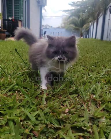 kucing persian flat face - Pets for sale in Bahau, Negeri Sembilan