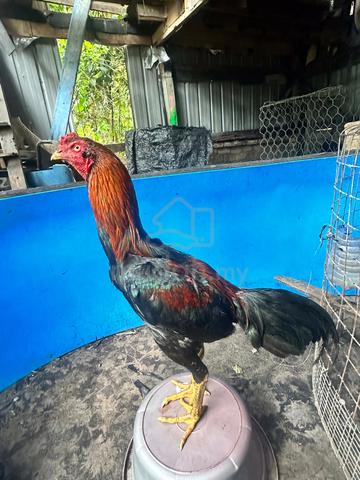ayam pakoy - Pets for sale in Marang, Terengganu