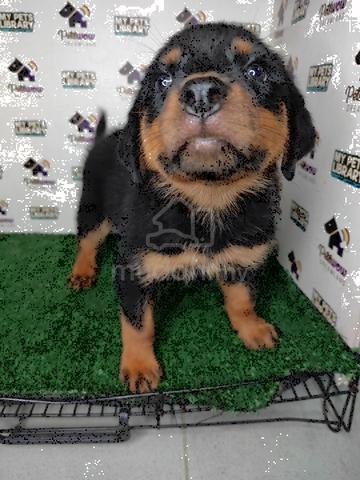 Rottweiler quality with mka certificate - Pets for sale in Ambang ...