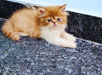 U12 beloved persian cat kitten - Pets for sale in Puchong, Kuala Lumpur
