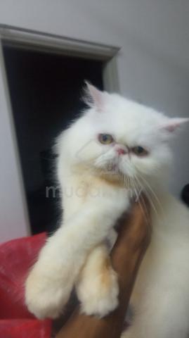 Kucing Parsi Flatface Putih DLH - Pets for sale in Merbok, Kedah