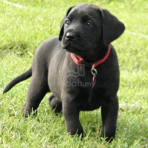 Quality Labrador MKA New batch 8weeks - Pets for sale in Georgetown, Penang