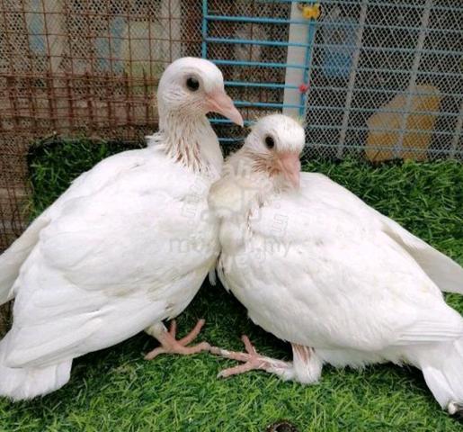 Daging Burung Merpati Putih KL - Food for sale in Cheras, Kuala Lumpur