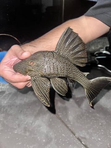 pleco l190 bandaraya fish - Pets for sale in Sri Damansara, Kuala Lumpur