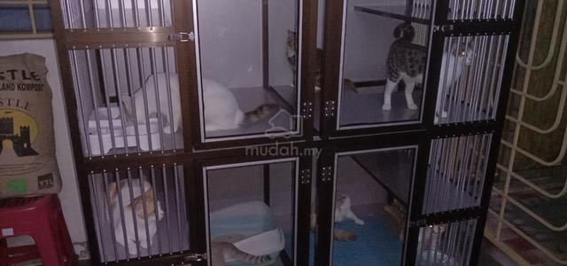 Kucing DLH - Pets for sale in Cheras, Kuala Lumpur