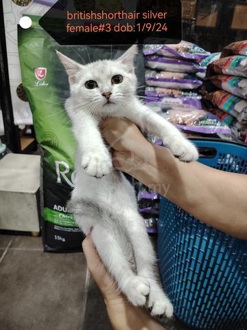 BSH British Shorthair Female Silver Baka Besar - Pets for sale in Alor ...
