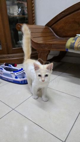 anak kucing 4 bulan - Pets for sale in Bandar Perda, Penang