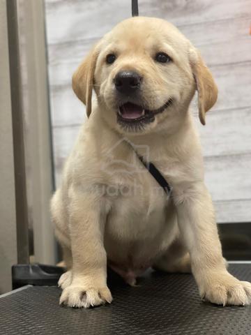 Labrador retriever mka and microchip - Pets for sale in Seri Kembangan ...