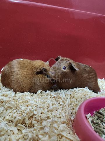 Guinea Pig / Tikus Belanda - Pets for sale in Ampang, Selangor