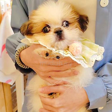 Gorgeous Cute Shih Tzu Puppu Dog Pet *yu.03844 - Pets for sale in ...