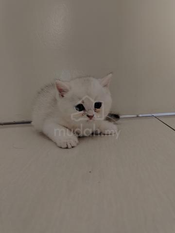 [BSH] - Silver British Shorthair - Male - Pets for sale in Ara ...