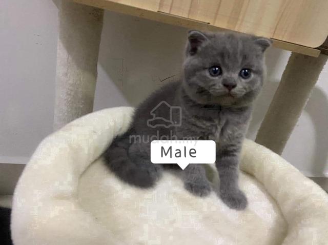 BSH British Shorthair Blue kitten - Pets for sale in Ayer Tawar, Perak