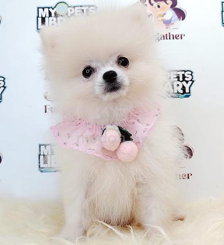 Super Small Tiny Mini Pomeranian Puppy Dog *MJ144 - Pets for sale in ...