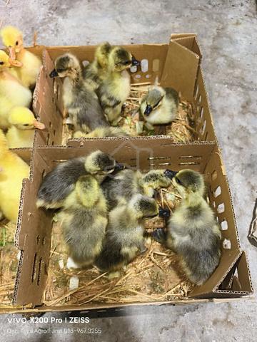 Anak Angsa Kelabu - Pets for sale in Klang, Selangor