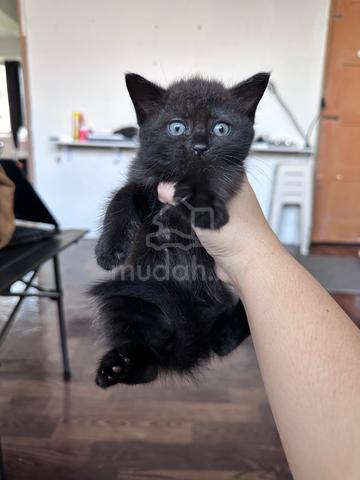 Mix Persian cat bsh all black - Pets for sale in Kuching, Sarawak