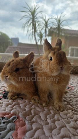 Pure breed Netherland Dwarf Rabbit Arnab - Pets for sale in Taman Desa, Kuala Lumpur