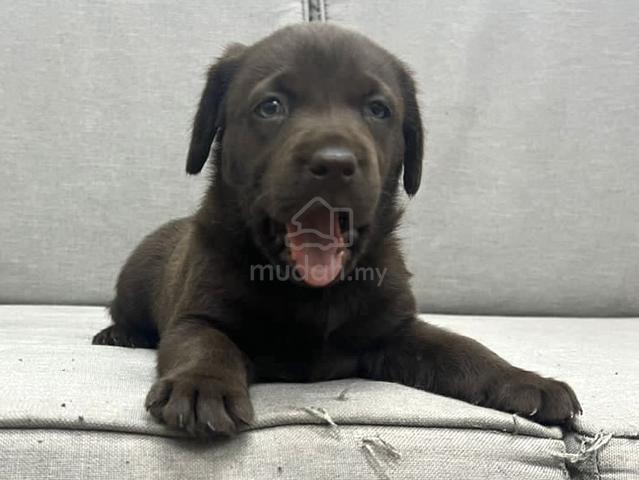 Labrador chocolate mka and microchip - Pets for sale in Seri Kembangan ...