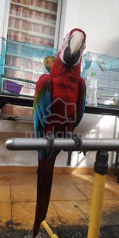 Burung greenwing macaw parrot birdb - Pets for sale in Rawang, Selangor