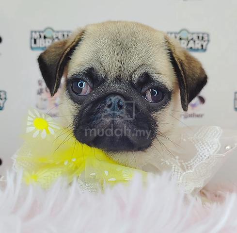 Super Fatty Pug Puppy Dog Pet *yu.072 - Pets for sale in Puchong, Selangor
