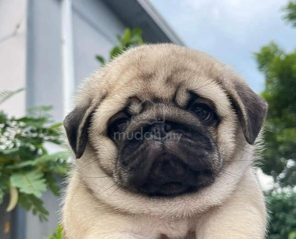 Adorable Pug puppy dog *ABC322 - Pets for sale in Bandar Utama, Selangor