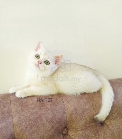 Kitten BSH Silver Shaded - Pets for sale in Johor Bahru, Johor