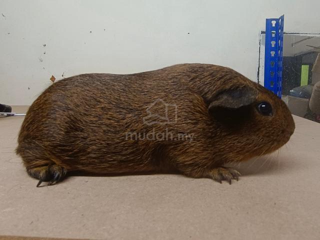 Guinea Pig/Tikus Belanda - Pets for sale in Shah Alam, Selangor