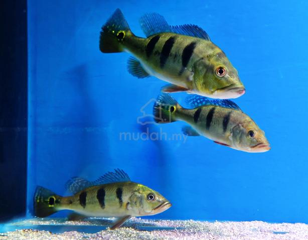 Peacock Bass Ikan Raja Hidup Mono Aquarium Fish - Pets for sale in ...