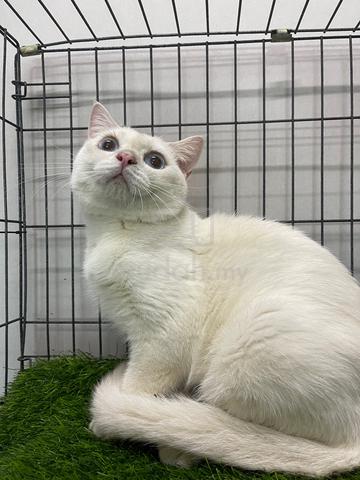 BSH Golden Point Male - Pets for sale in Bahau, Negeri Sembilan