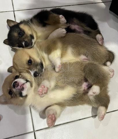 Pure corgi - Pets for sale in Kuching, Sarawak