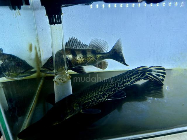 ikan, burung baji, arowana, arnab, sugar glider - Pets for sale in ...
