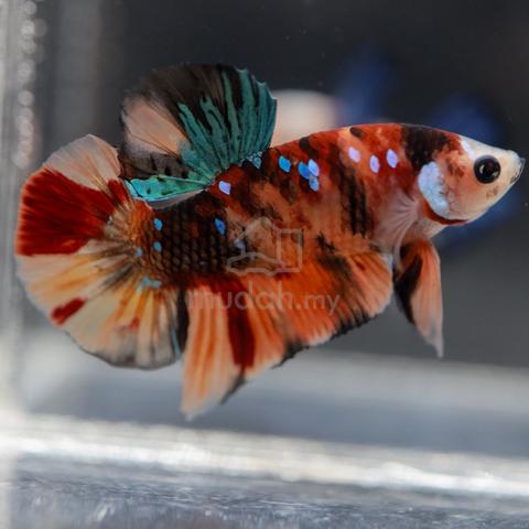 Candy Galaxy Betta Fish - Pets for sale in Paka, Terengganu