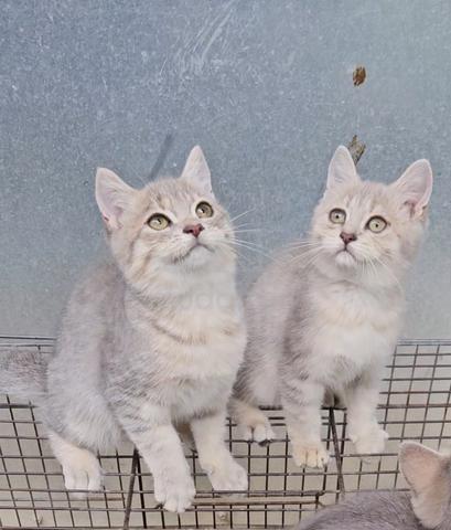 BSH silver shaded kittens - Pets for sale in Nilai, Negeri Sembilan