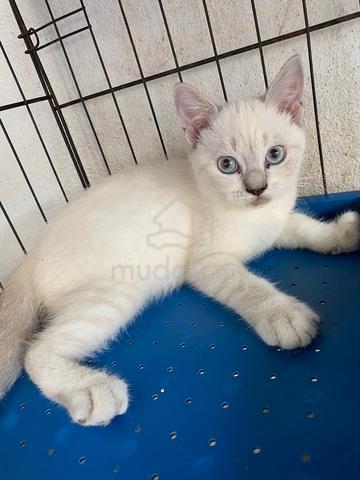 Persian dan BSH - Pets for sale in Cheng, Melaka