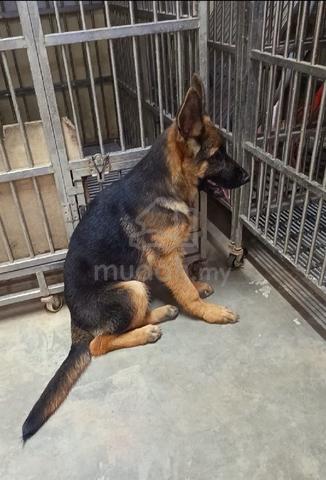 German Shepherd showline with Mka cert & microchip - Pets for sale in ...