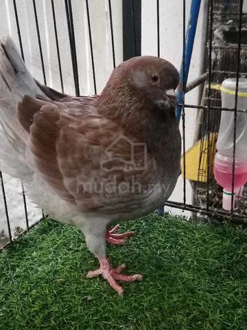 burung Merpati Modena EM jantn Matang - Pets for sale in Cheras, Kuala ...